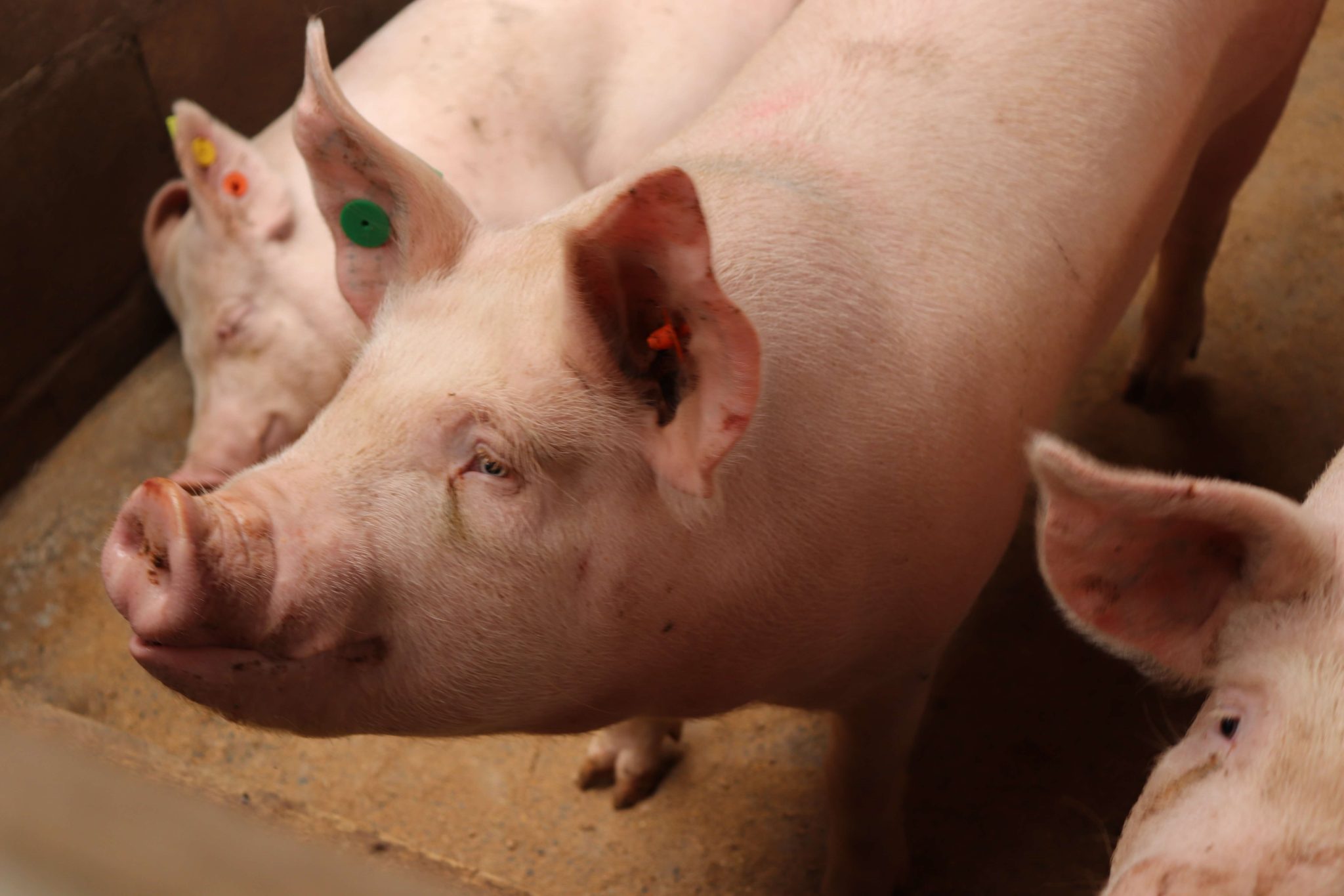 Cada persona come en promedio 13 kilos de cerdo al año – Porkcolombia